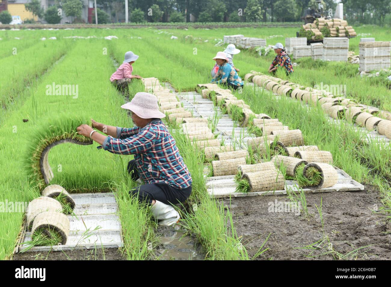 A farmer is transferring rice at a paddy field at the Huangchuan Town ...