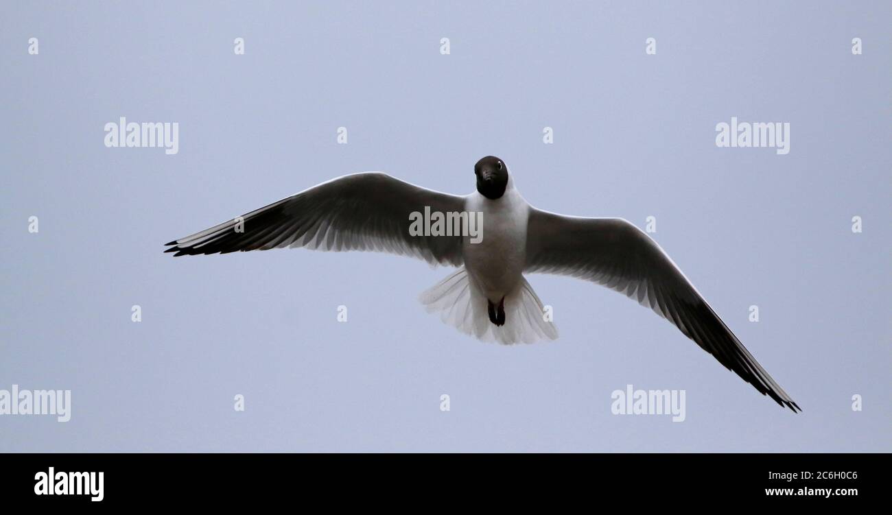 Black headed gull in flight above nesting colony Stock Photo - Alamy