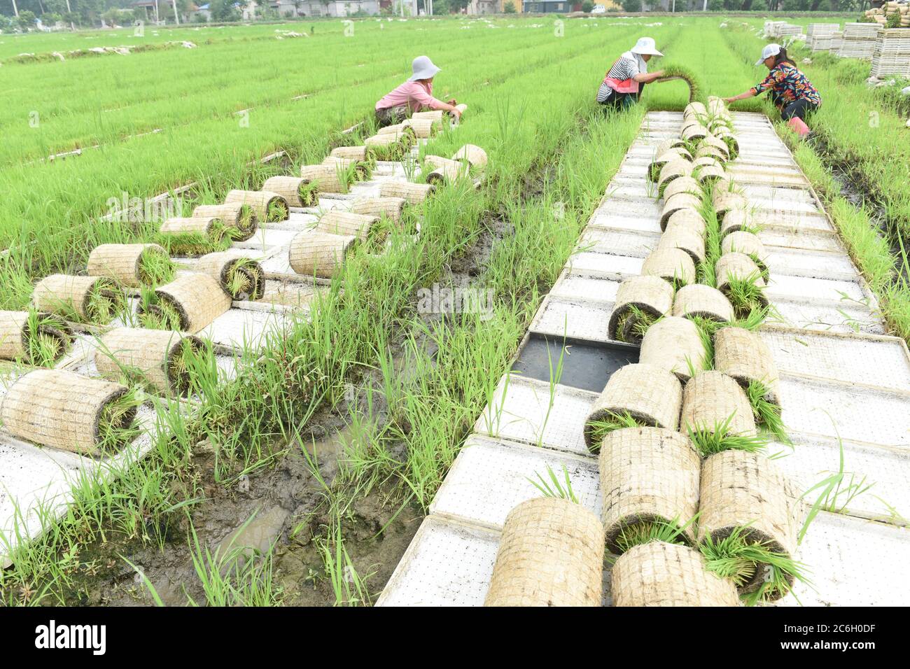 Cooperative farming china hi-res stock photography and images - Alamy