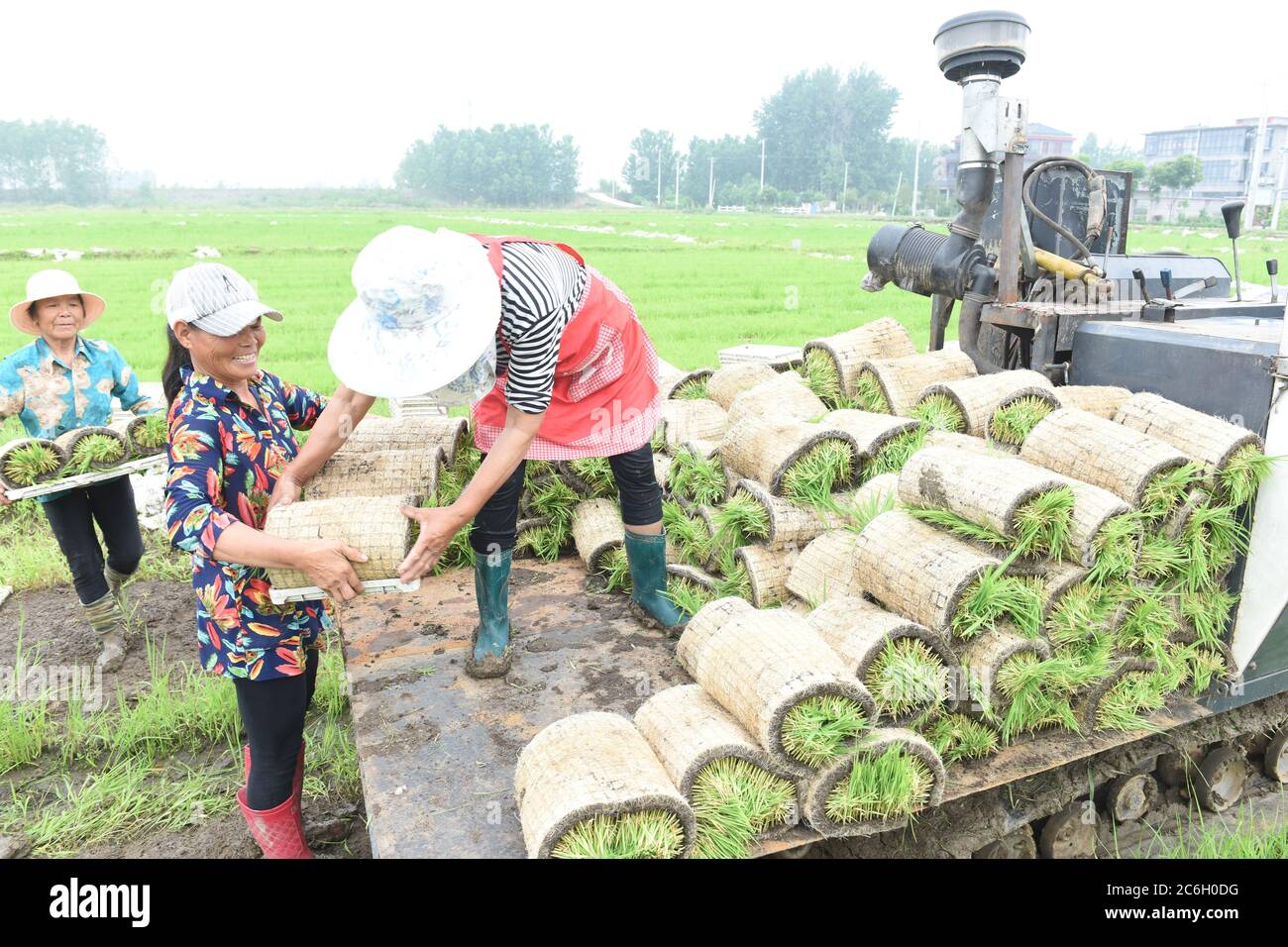 China rice farming jiangsu hi-res stock photography and images - Alamy