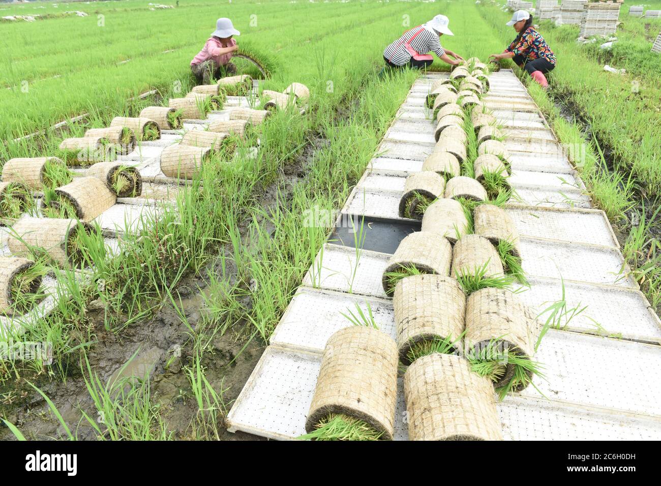 Cooperative farming china hi-res stock photography and images - Alamy