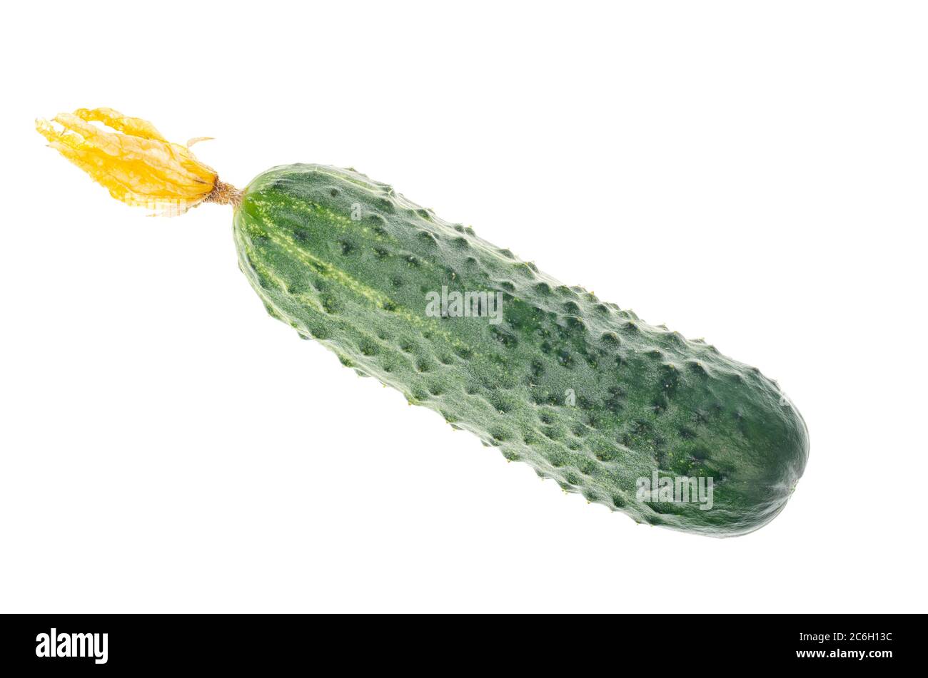 Fresh green cucumber with dried flower isolated on white background ...