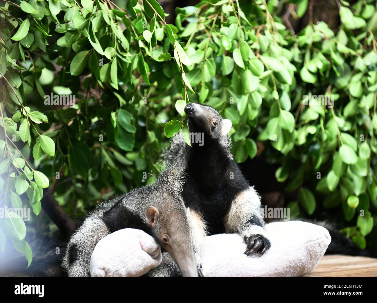 Twin anteaters are presented to the public at the Chimelong Safari Park ...