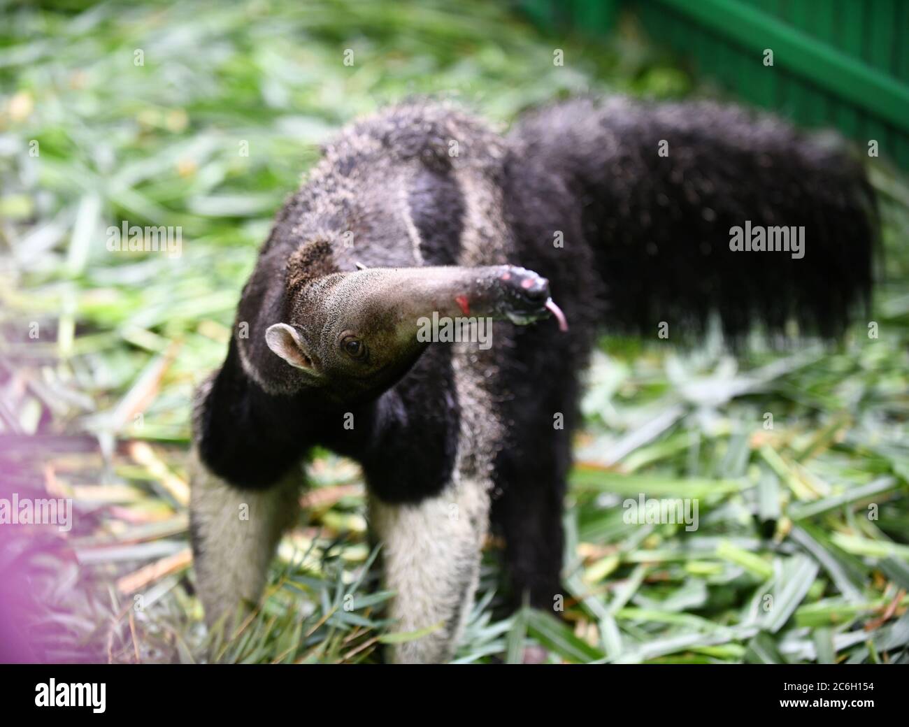 Twin anteaters are presented to the public at the Chimelong Safari Park ...