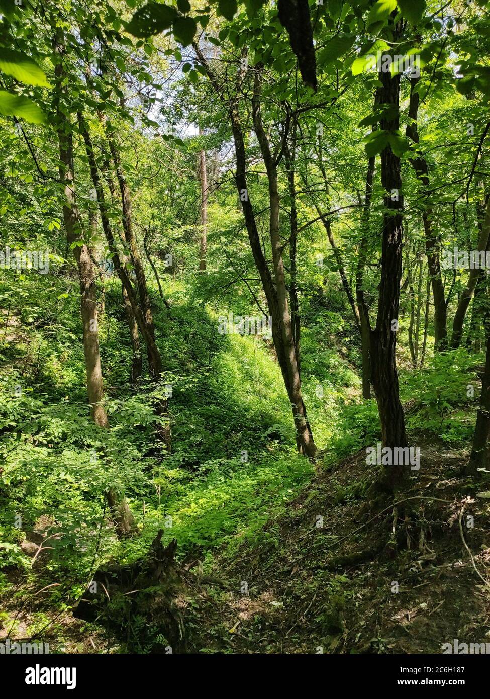 beautiful pine trees in the forest Stock Photo - Alamy