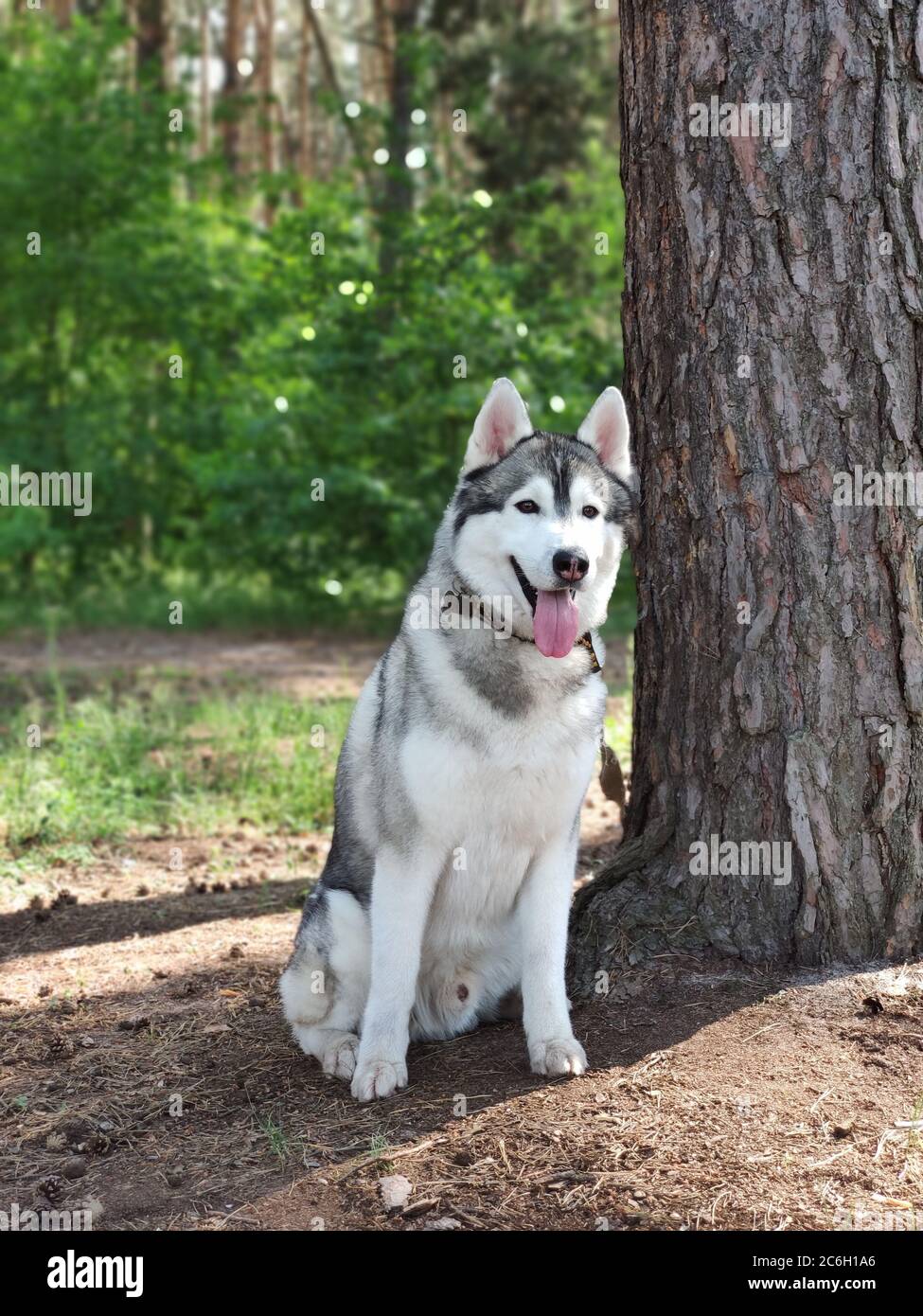 husky dog near tree in the forest Stock Photo - Alamy
