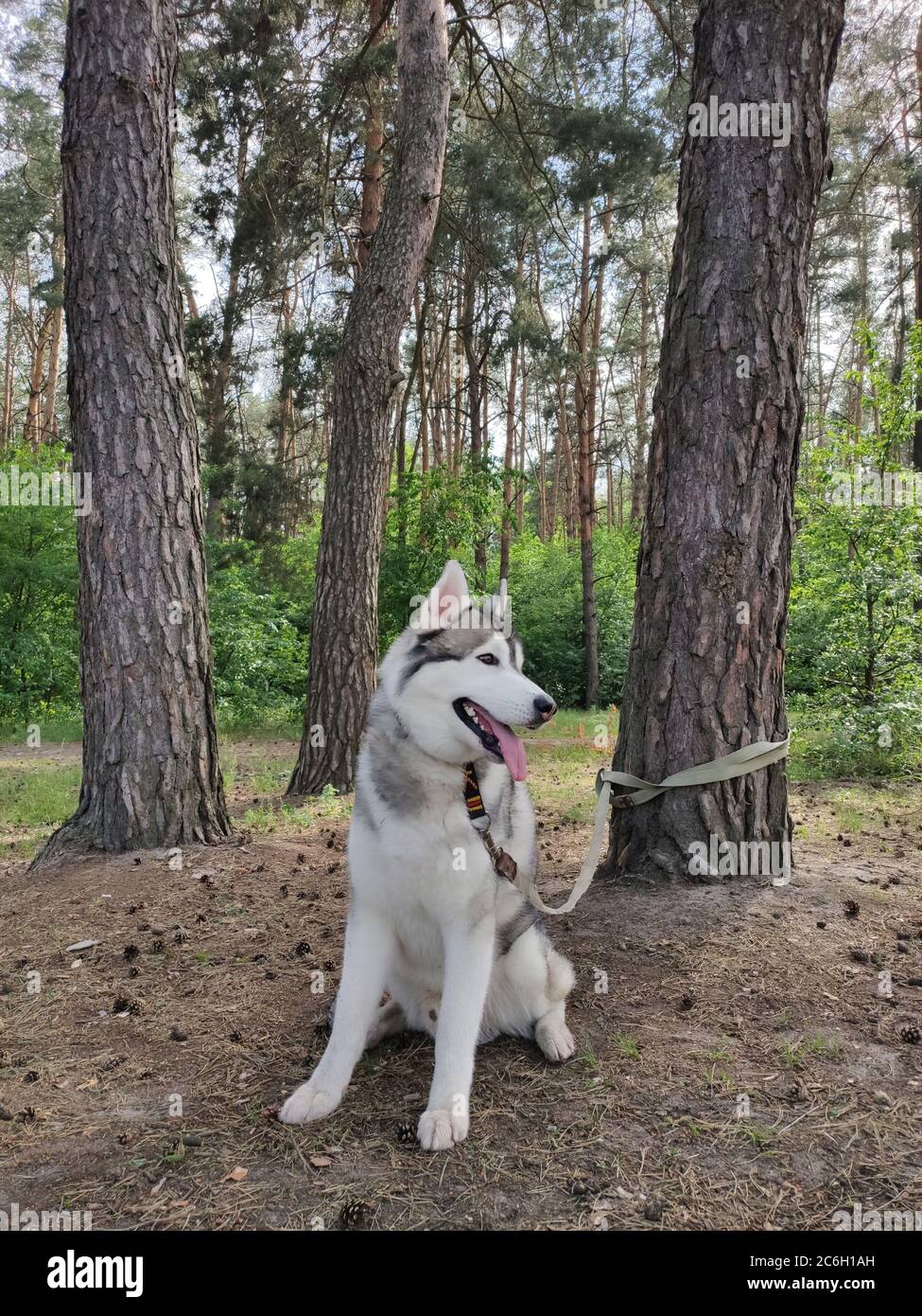 husky dog near tree in the forest Stock Photo - Alamy