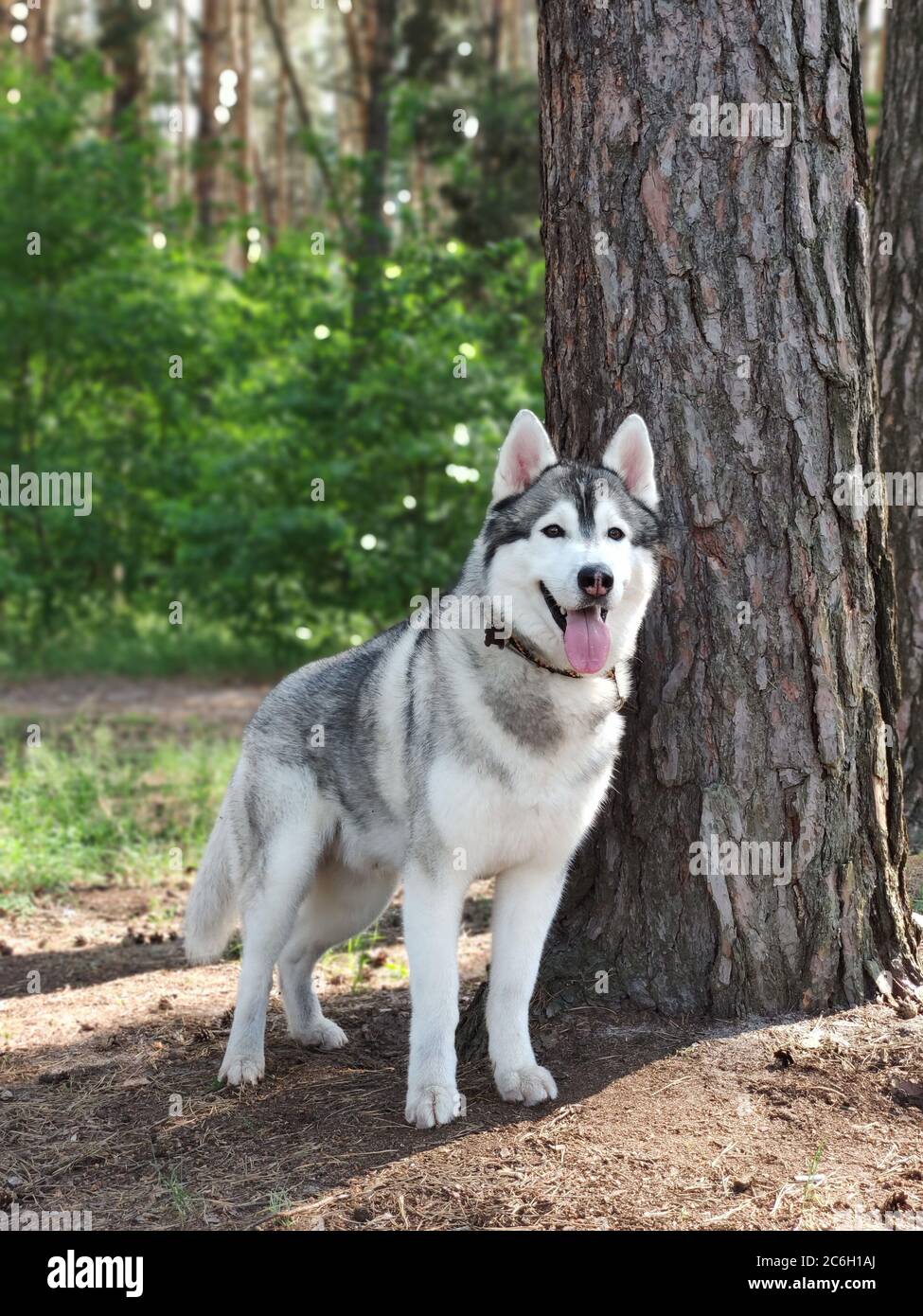 husky dog near tree in the forest Stock Photo - Alamy