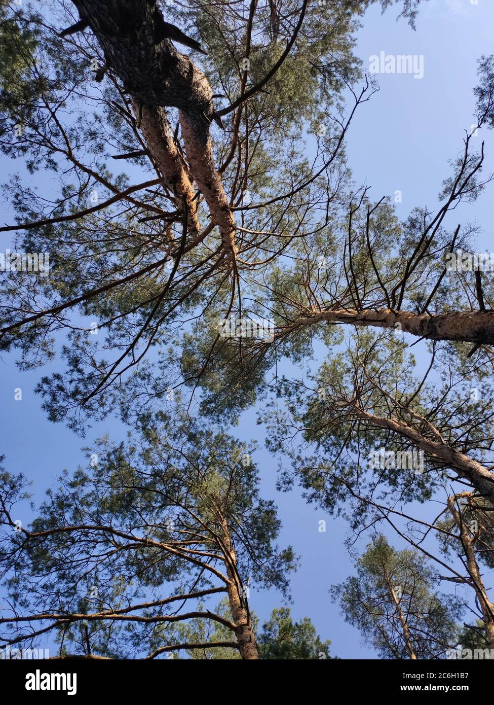 beautiful pine trees in the forest Stock Photo - Alamy
