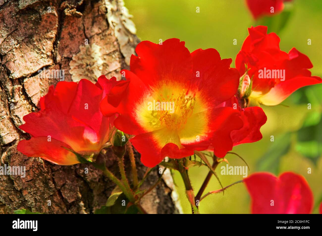 red rose on tree trunk Stock Photo - Alamy