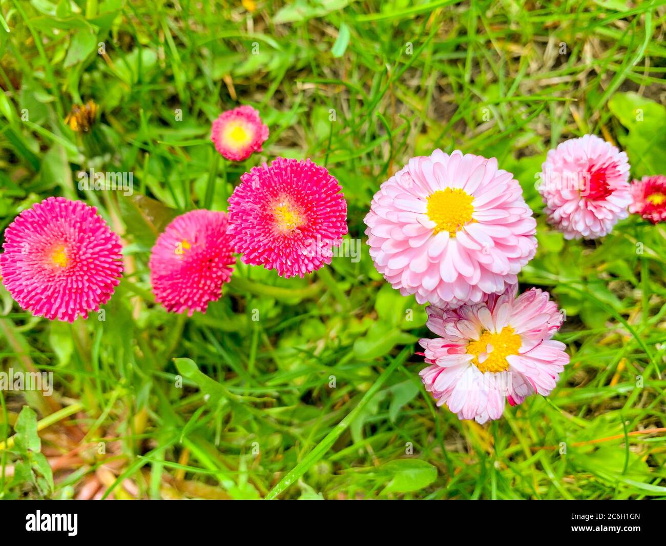 Small tender daisies on background of green grass on lawn Stock Photo ...