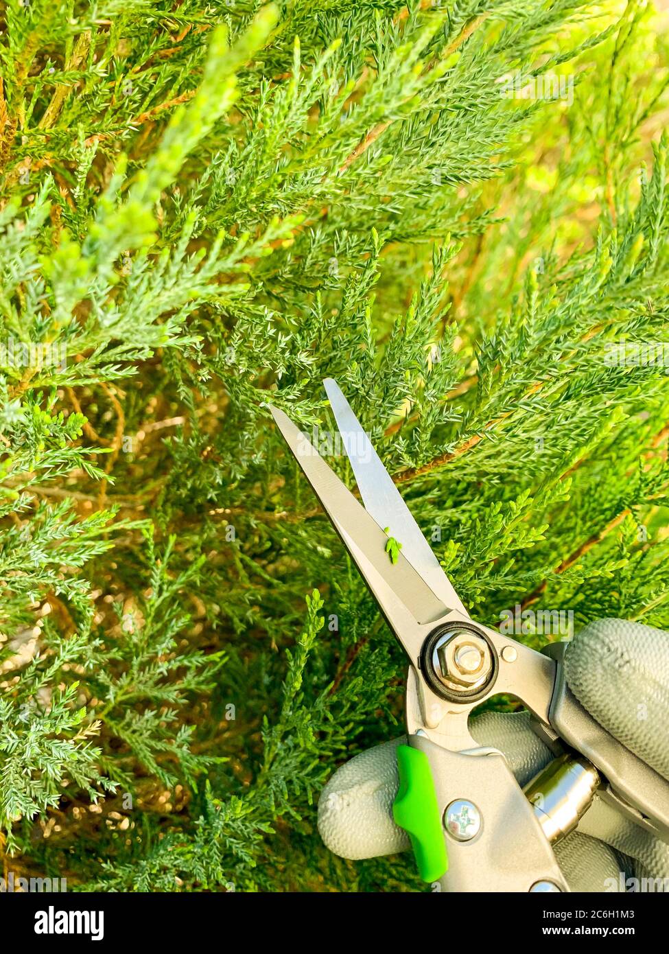Garden care. Coniferous pruning, trimming Stock Photo - Alamy
