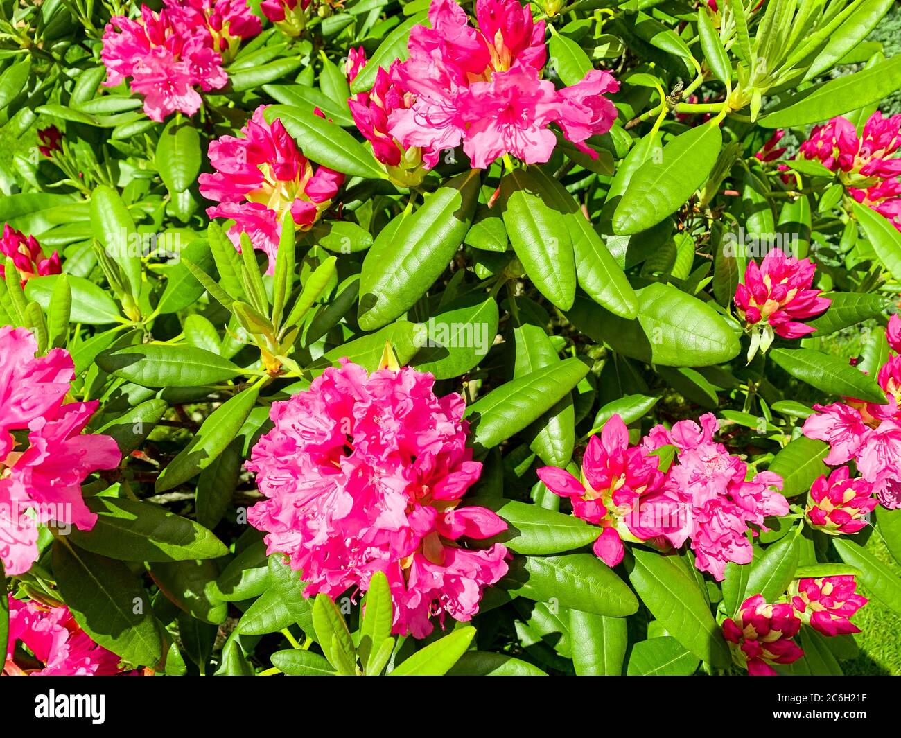 Rhododendron bush blooming with beautiful pink flowers Stock Photo - Alamy