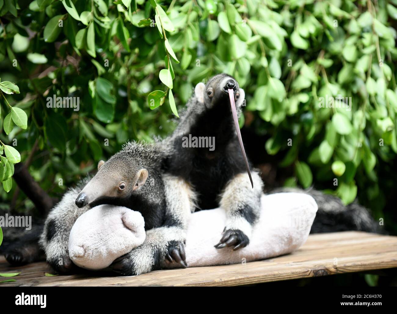 Twin anteaters are presented to the public at the Chimelong Safari Park ...