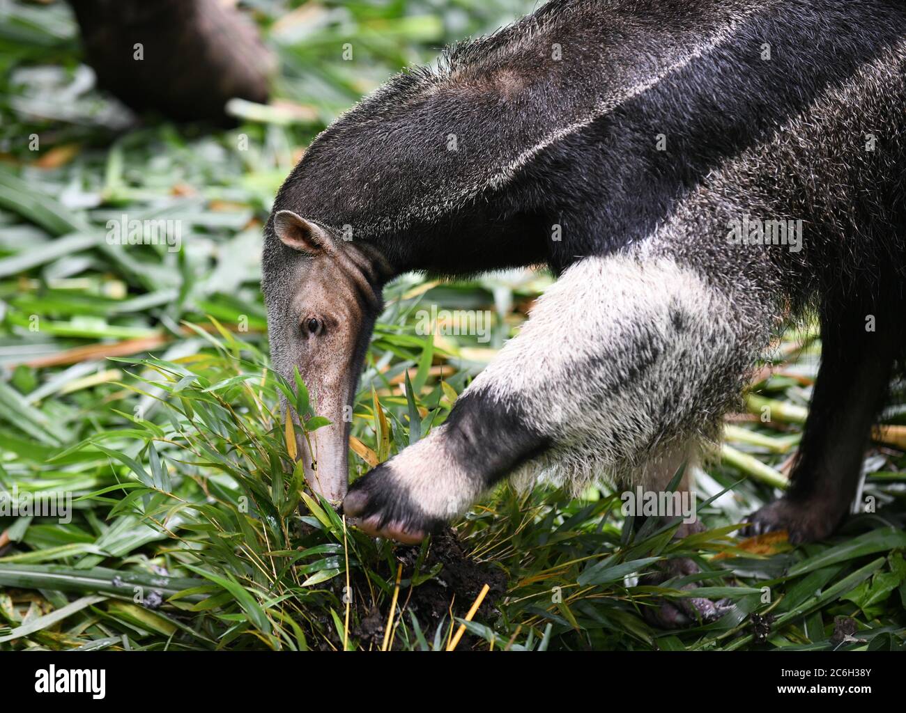 Twin anteaters are presented to the public at the Chimelong Safari Park ...