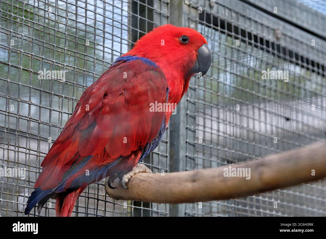 Side View Bright Red Parrot High Resolution Stock Photography and ...