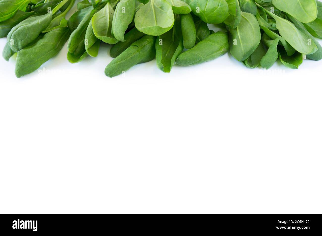 Green spinach at border of image with copy space for text. Top view ...