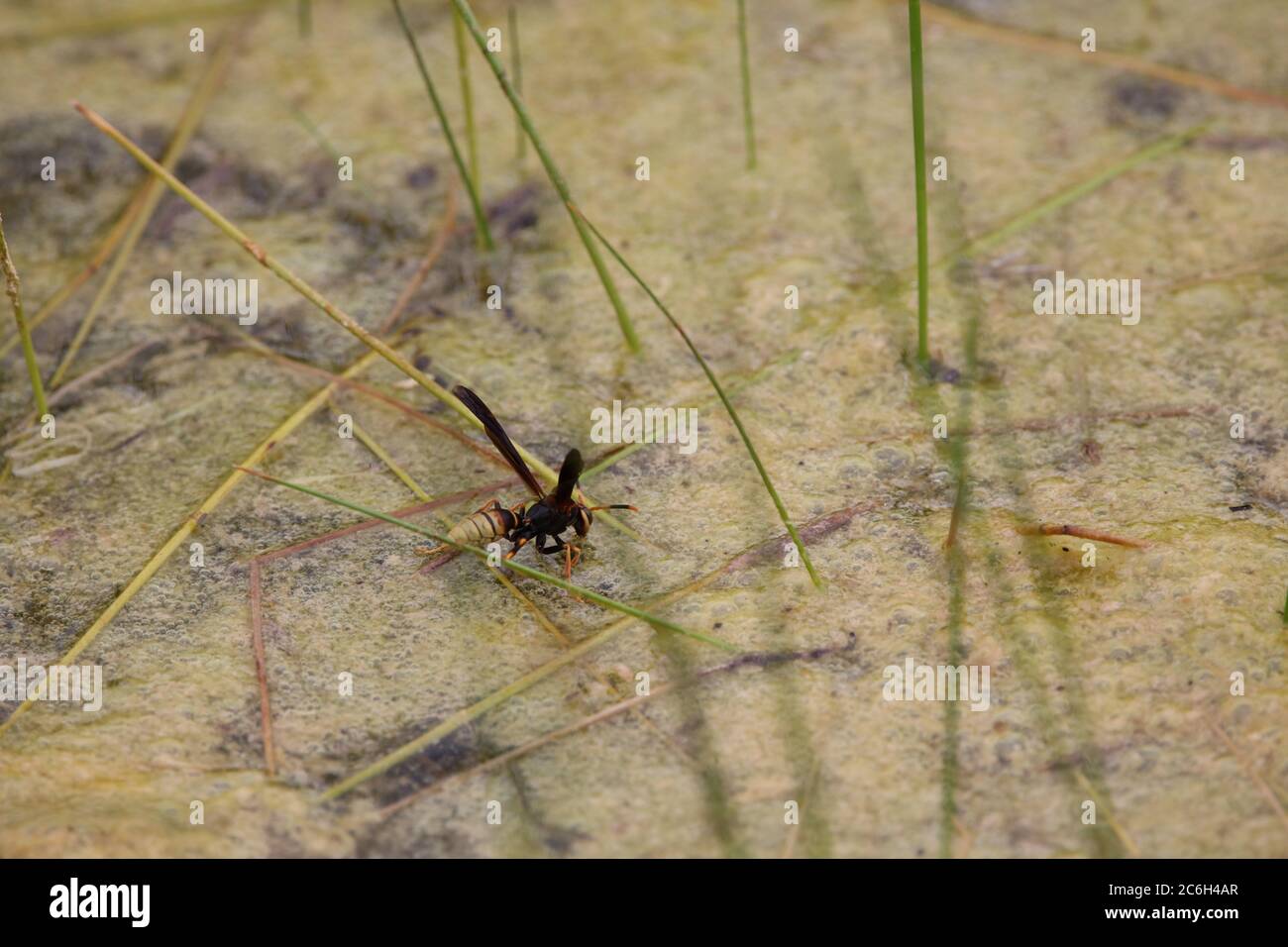 Brown Canyon Ranch July 9, 2020 - Wasp Stock Photo - Alamy