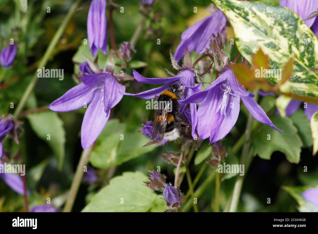 Bee gathering on a purple flower in a garden Stock Photo - Alamy