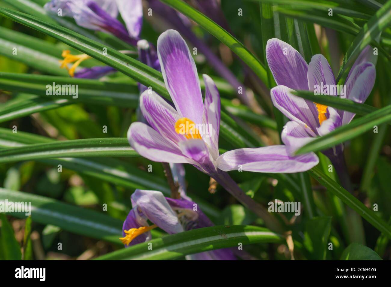 Colorful purple crocus flowers blooming on a sunny Spring day in the ...