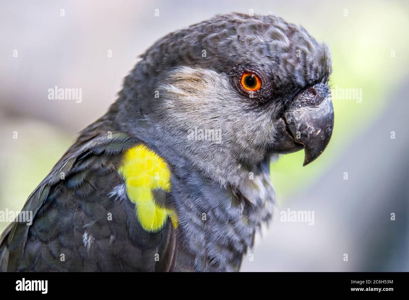 Rueppell's parrot (Poicephalus rueppellii). It is endemic in ...