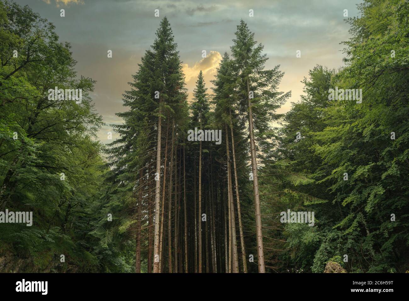 Spain, selva de irati hi-res stock photography and images - Alamy