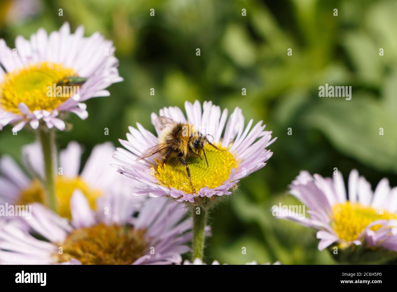 Seaside fleabane hi-res stock photography and images - Alamy