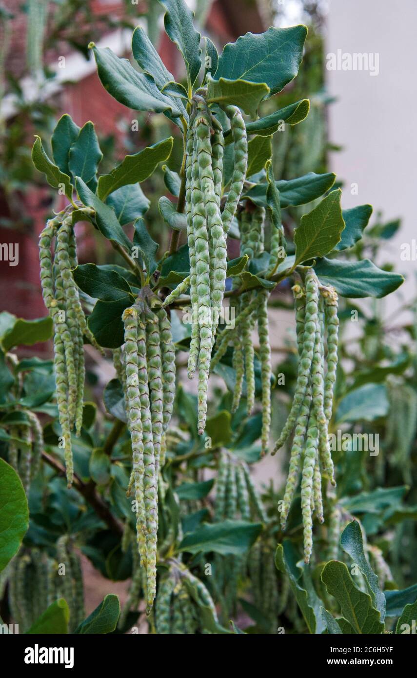 Garrya elliptica, Evie Silk Tassel Shrub (or Bush), planted in ...