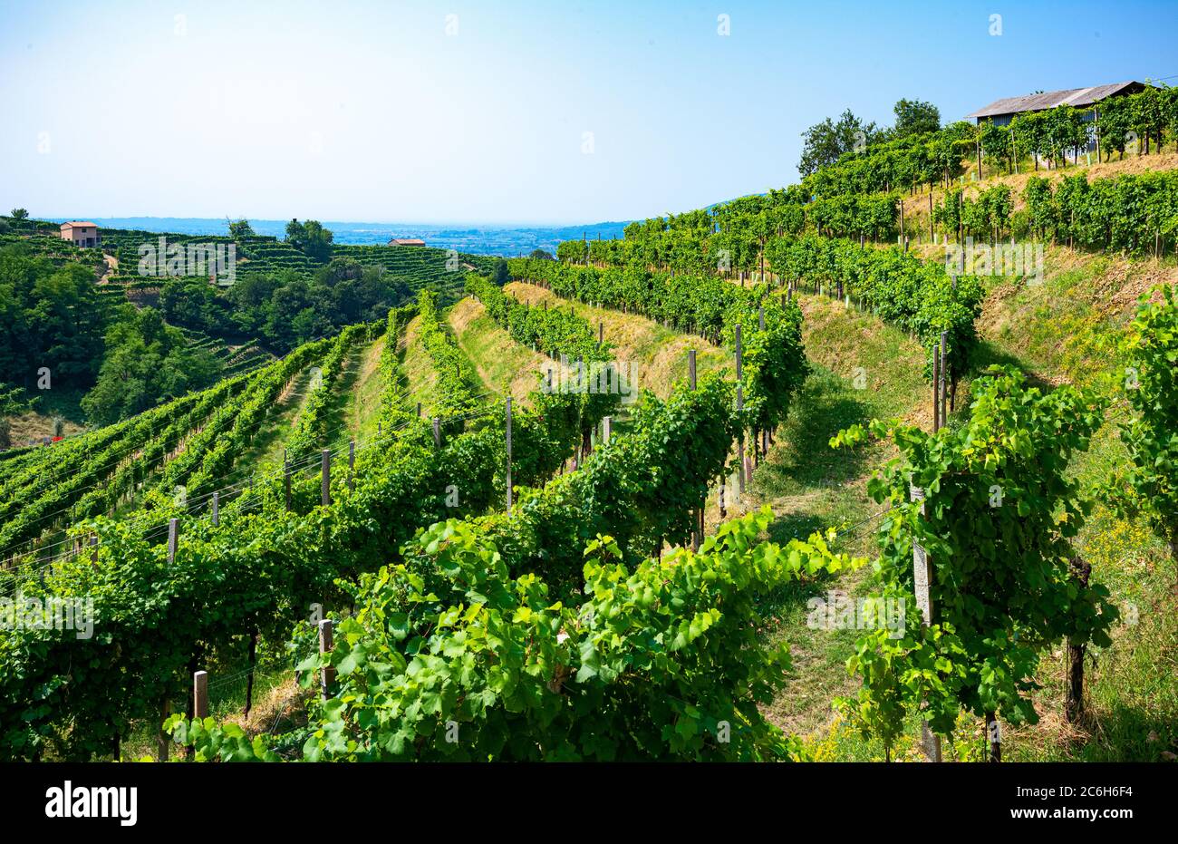 Prosecco Vineyard High Resolution Stock Photography and Images - Alamy