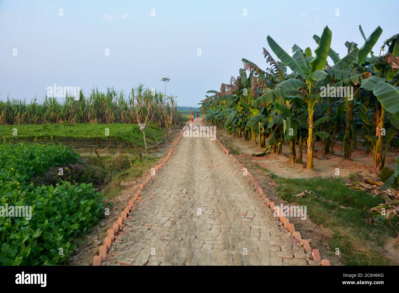 A brick road in an Indian village going through cultivated fields ...