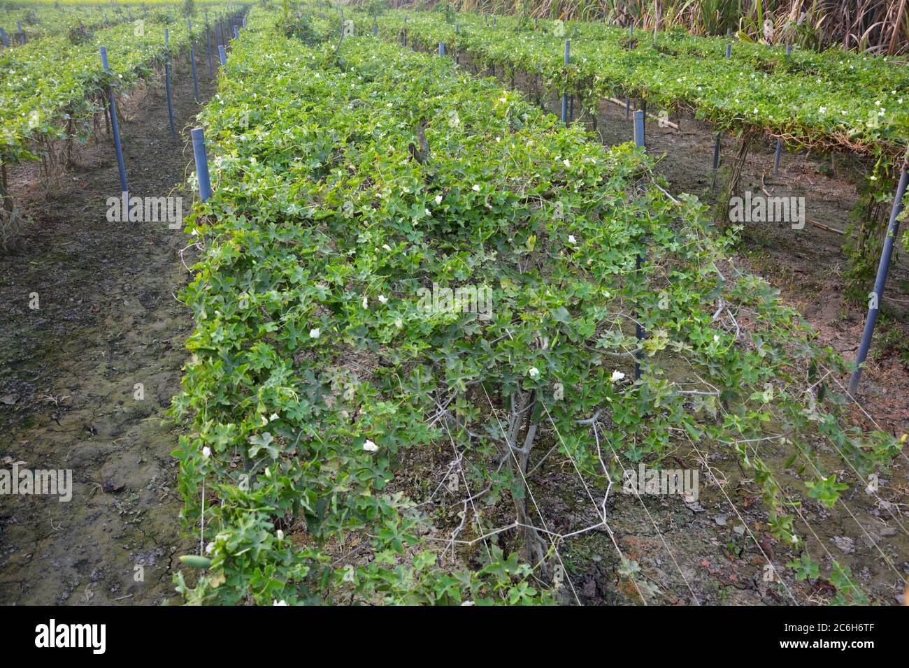 Vines of Kudri vegetables cultivated on raised ground by ropes in India ...