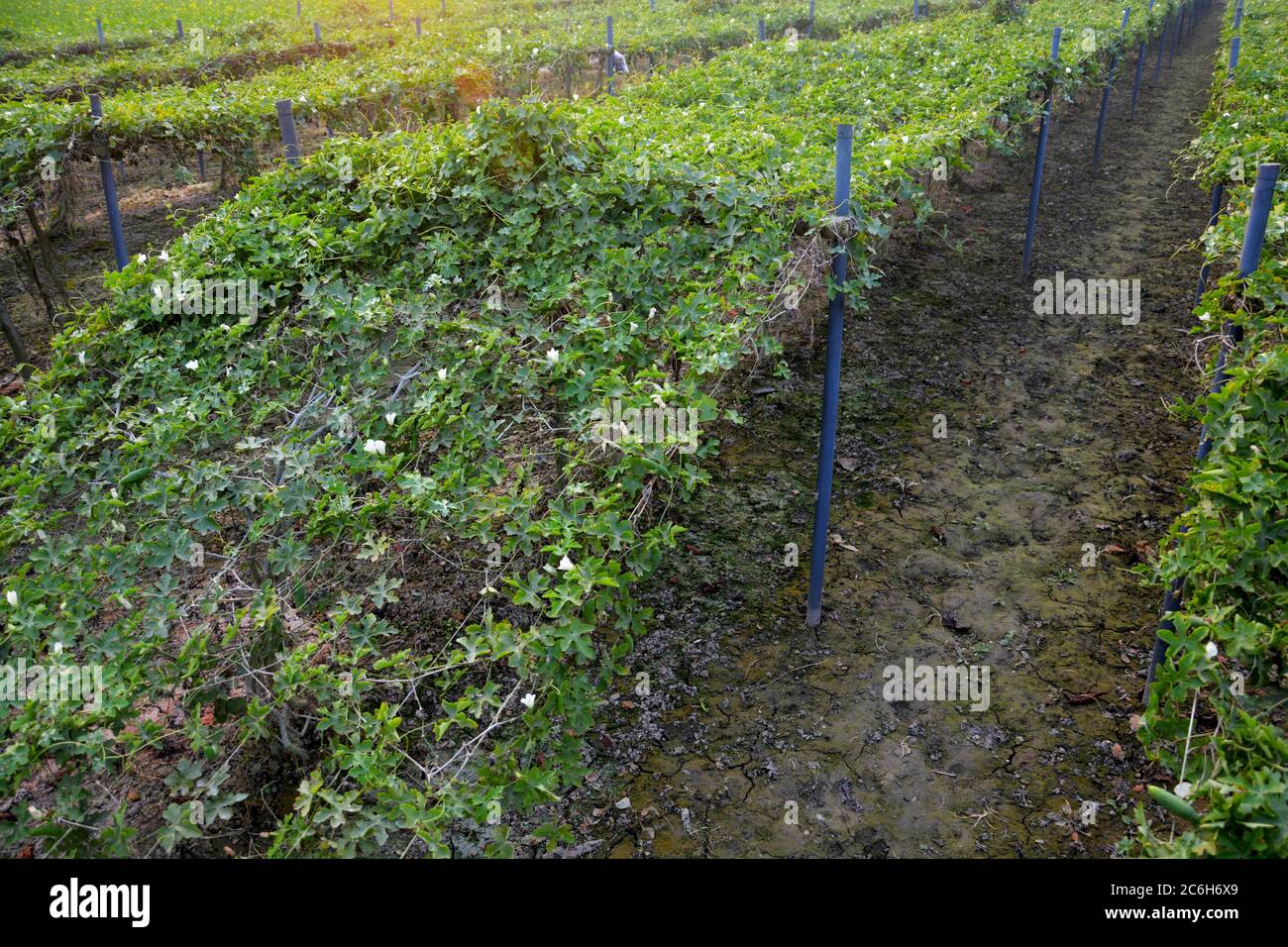 Vegetable farming india hi-res stock photography and images - Alamy