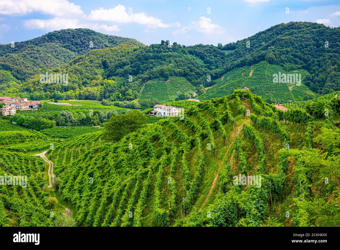 Prosecco Vineyard High Resolution Stock Photography and Images - Alamy