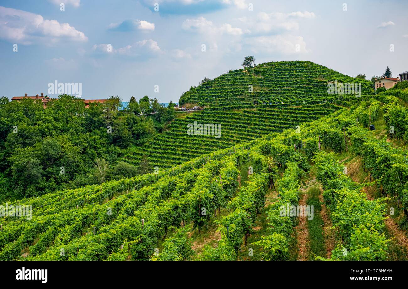 Prosecco Vineyard High Resolution Stock Photography and Images - Alamy