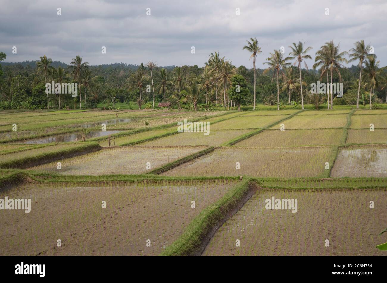 Rice paddy fields, East Java, Indonesia Stock Photo - Alamy