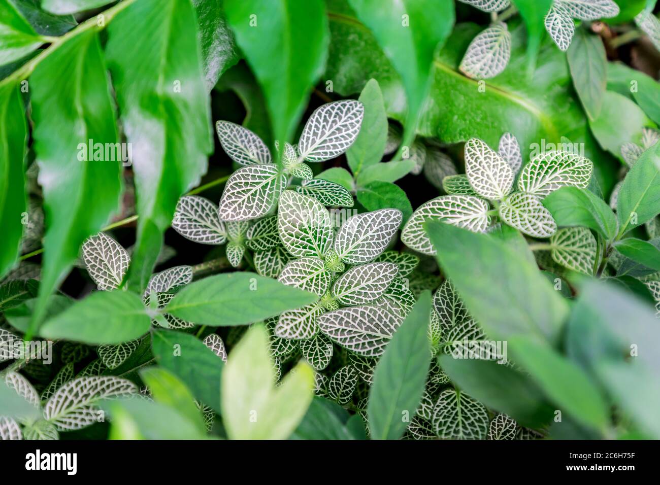 Sanchezia speciosa hi-res stock photography and images - Alamy