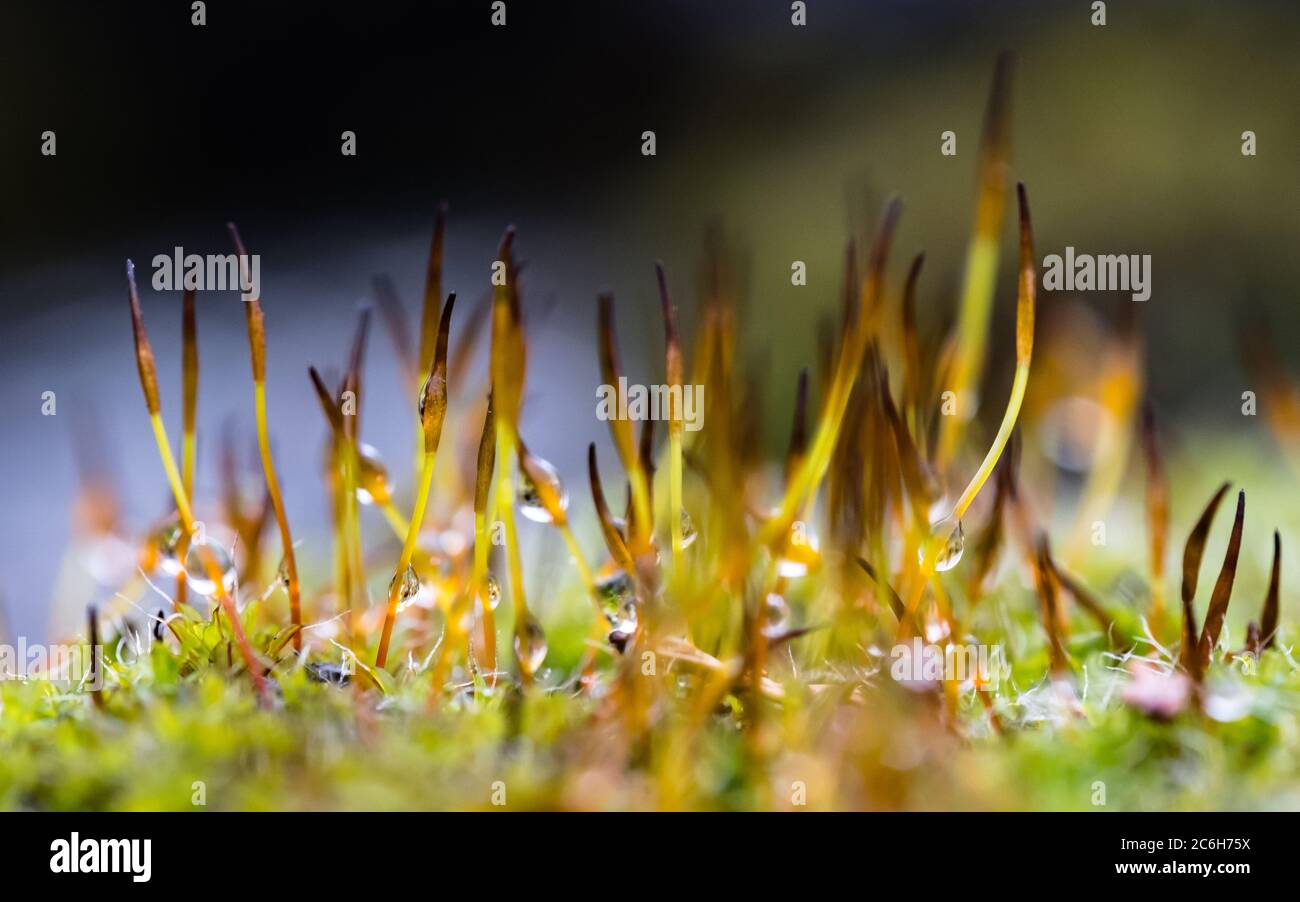 Close-up, shallow focus view of green moss seen growing on tiles, on a ...