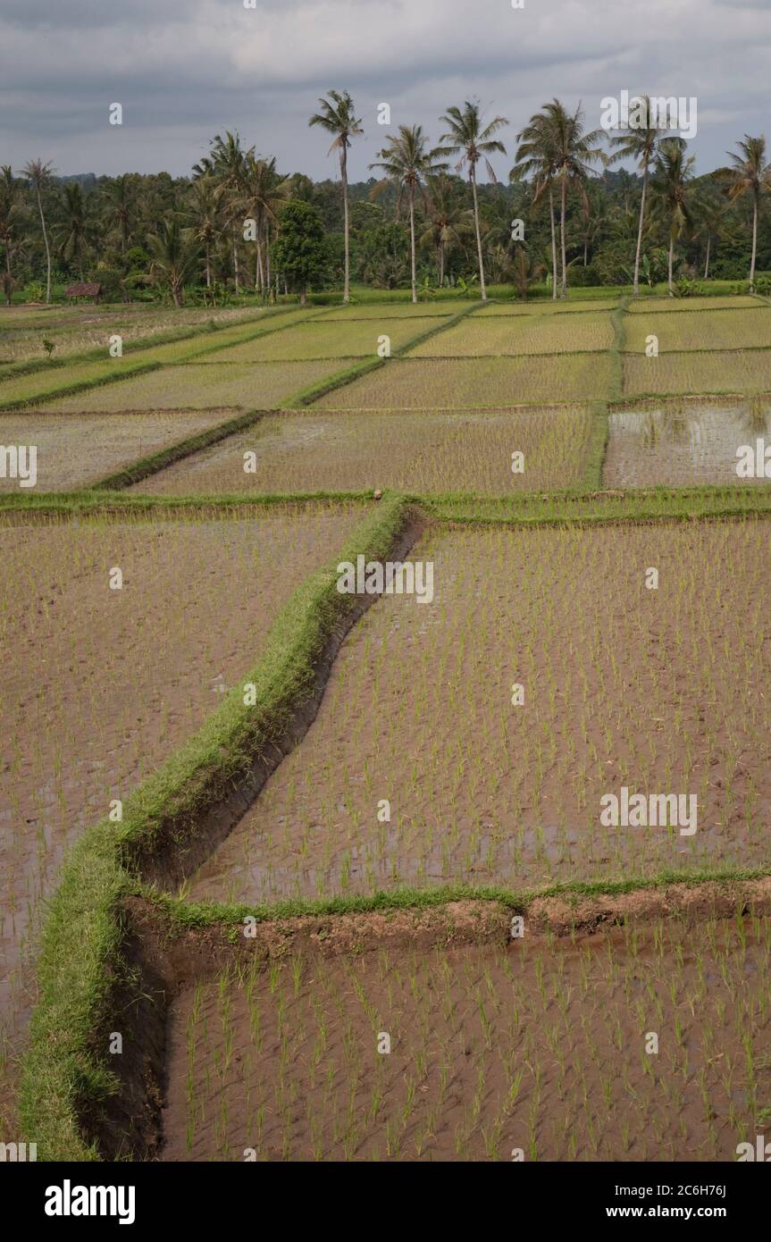 Rice paddy fields, East Java, Indonesia Stock Photo - Alamy