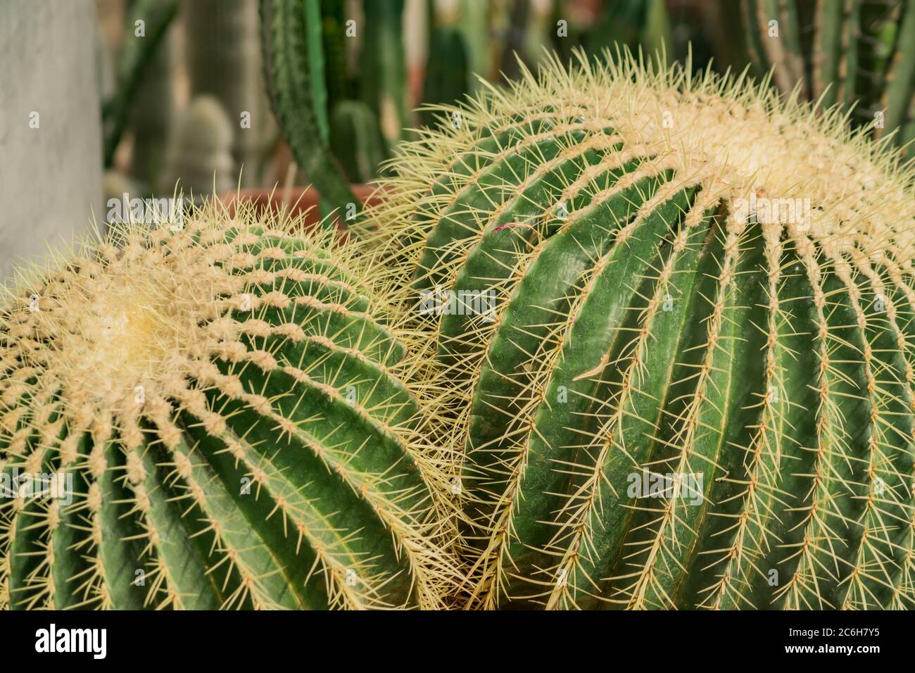 ball shaped cacti in botanical garden Stock Photo - Alamy