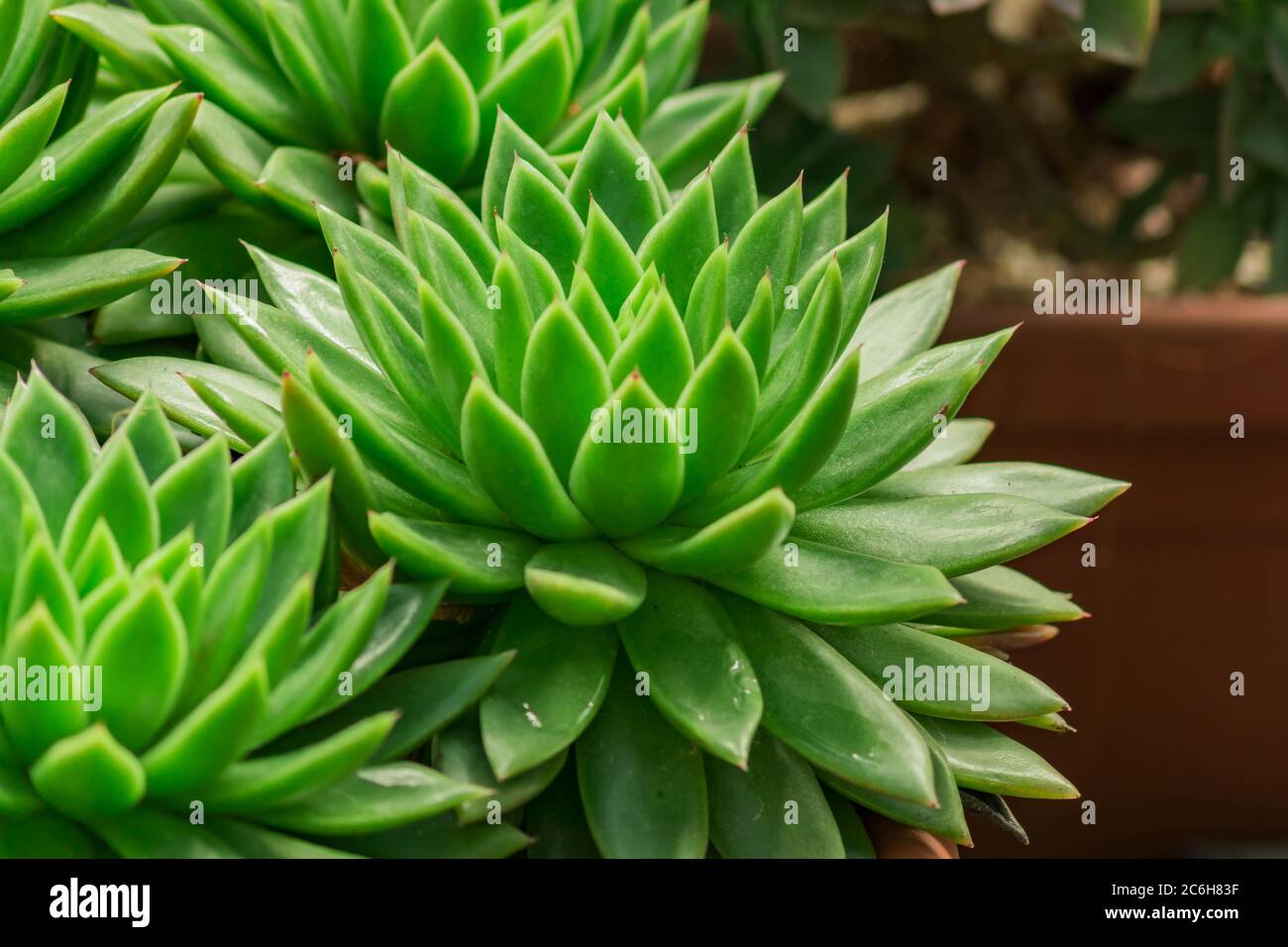 Pottet Plants High Resolution Stock Photography and Images - Alamy