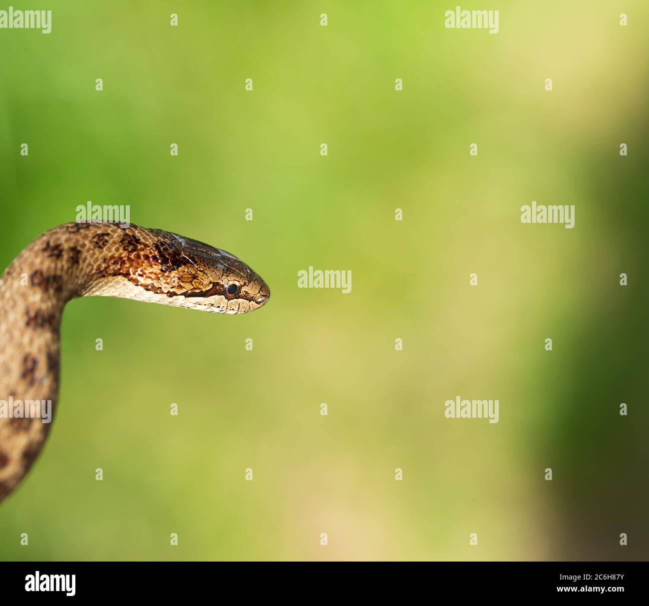 Non venomous Smooth snake, Coronella austriaca, detail of head against ...