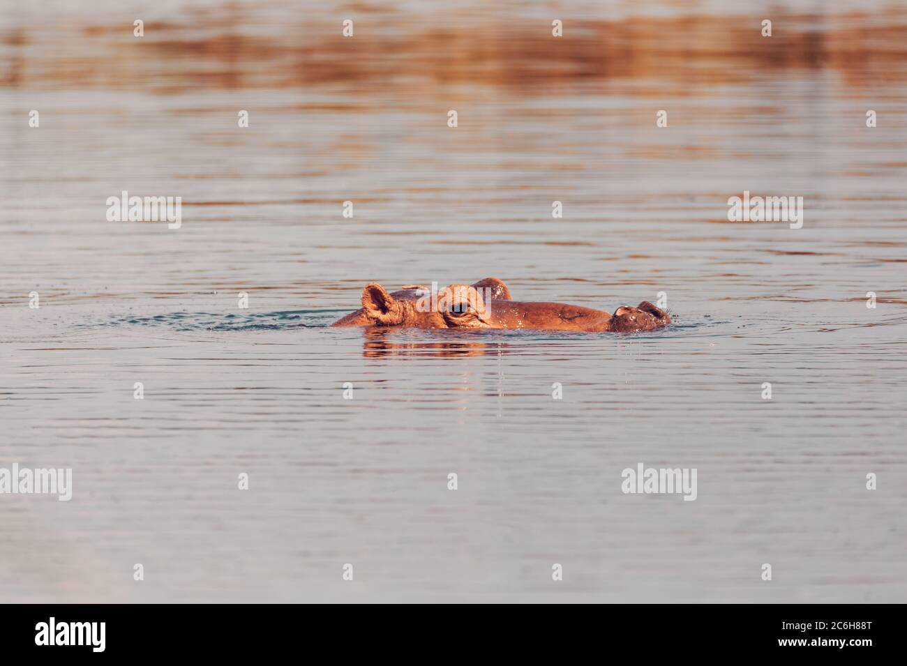 Hippo looking out of the water, Hot Springs lakes, Oromnia region ...