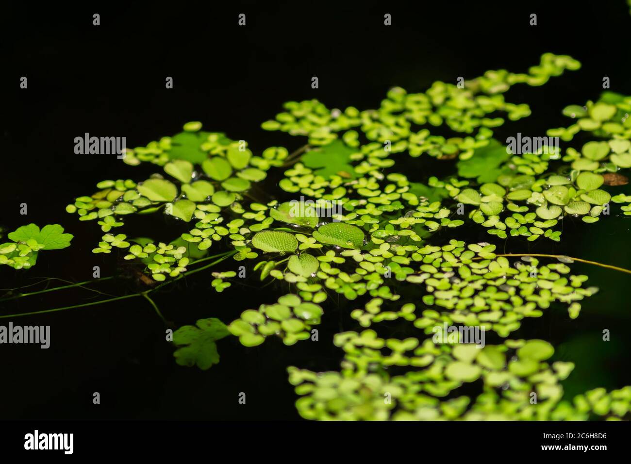 Duckweed Leaves float on water surface in garden Stock Photo - Alamy