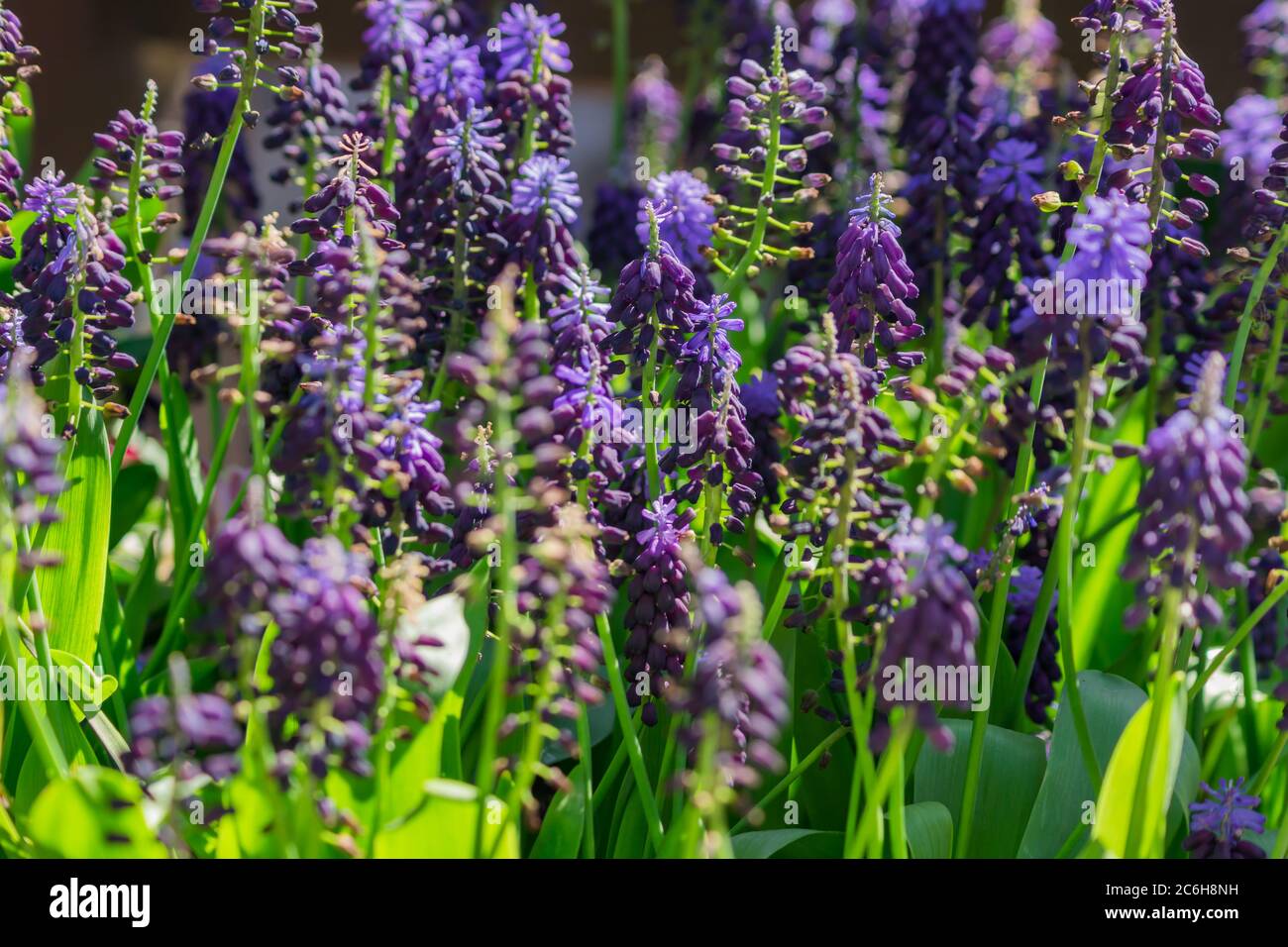 field of flowering muscari in the spring garden Stock Photo - Alamy