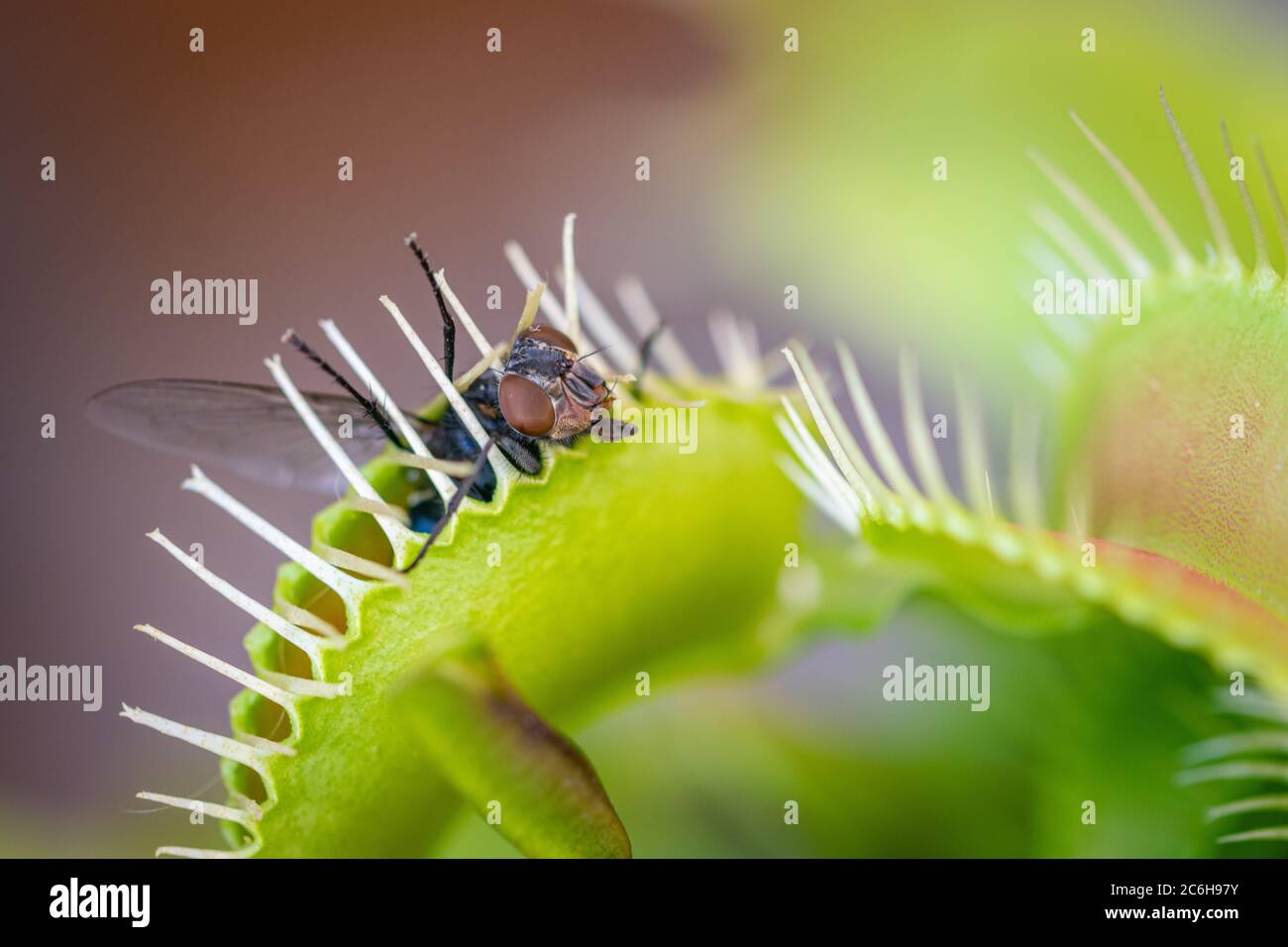 macro image of a common green bottle fly caught inside one of the traps ...