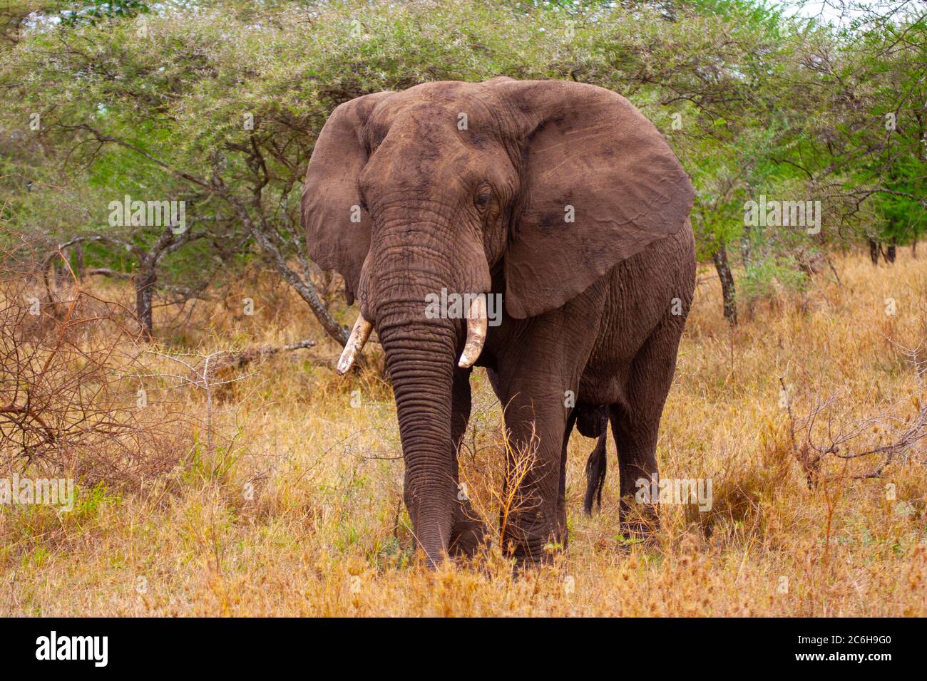 Single adult elephant hi-res stock photography and images - Alamy