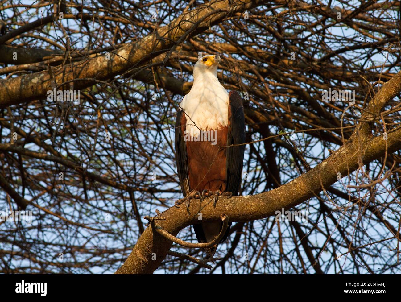 The African Fish Eagle is found along all the main watercourses and ...