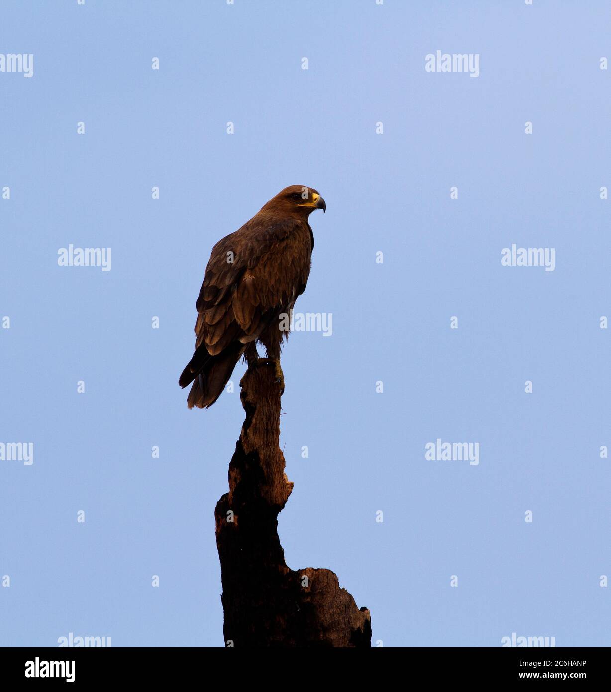 The Tawny Eagle is an African endemic species and one of the most ...