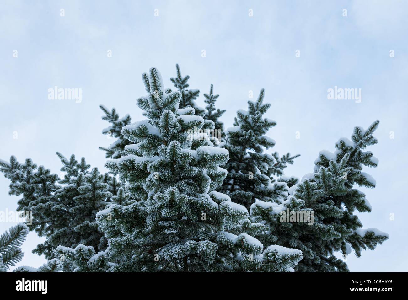 Hoarfrost in spruce tree branches at winter day Stock Photo - Alamy