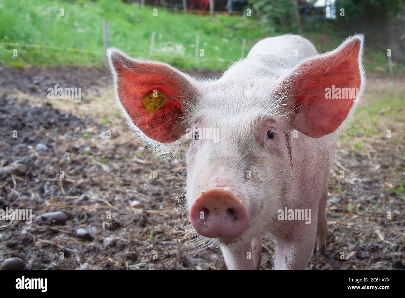 Headshot Of A Pig High Resolution Stock Photography and Images - Alamy